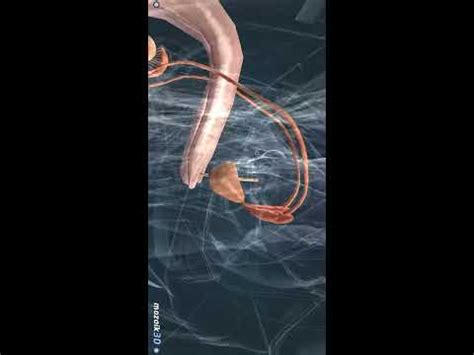 Human Reproduction System Animation D Information