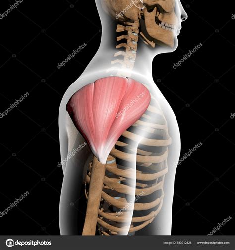 Deltoid Tuberosity X Ray