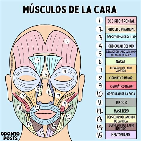Diagrama De Los Musculos De La Cara NBKomputer