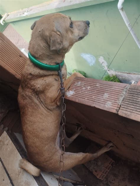 A Gazeta Animais são flagrados em situação de maus tratos em Itapemirim