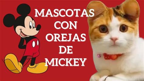 Mascotas con Orejas de Mickey Mouse Opinión y Preocupación