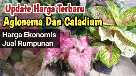 Update Harga Aglonema Stok Terbaru Jual Rumpunan Youtube