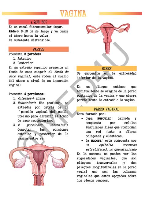 Vagina Apuntes Para Primer Parcial Qu Es Es Un Canal