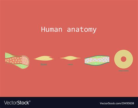 Types Of Muscle Tissue Human Body Diagram Vector Image