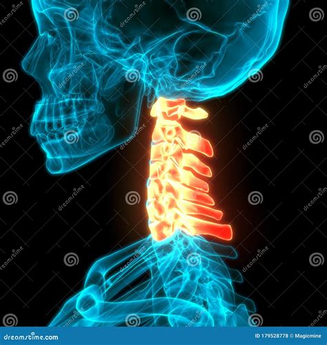 Vertebral Column Cervical Vertebrae Of Human Skeleton System Anatomy