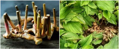 Jenis Tanaman Obat Tradisional Dan Kegunaannya IMAGESEE
