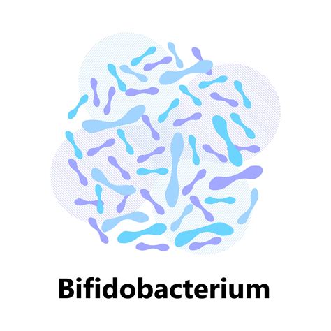 bactéries probiotiques lactobacillus logo bulgaricus avec texte des
