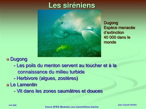 PPT Mammifères marins PowerPoint Presentation free download ID 6067898