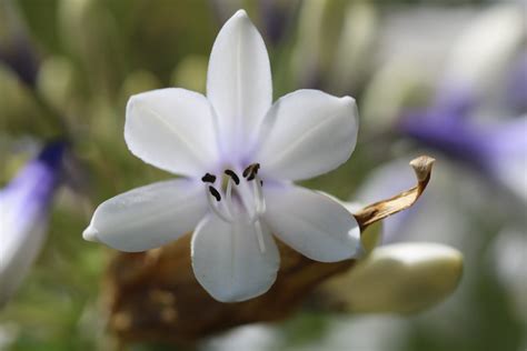 Hypnose Ou Comment Se Faire Hypnotiser Par Une Fleur Denis