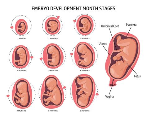 Embryo In The Womb Set Development And Growth Of The Fetus At