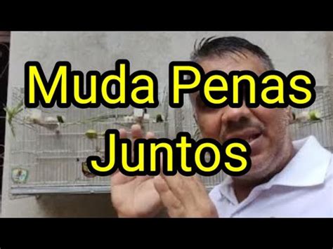 Como Trabalhar A Muda De Penas Do Casal De Coleiro E Papa Capim Juntos