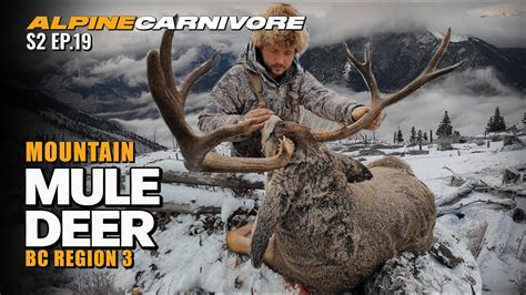 Mountain Mule Deer Hunting Bc Region P Youtube
