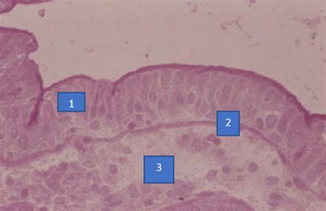 Epithelial Tissue Flashcards Quizlet
