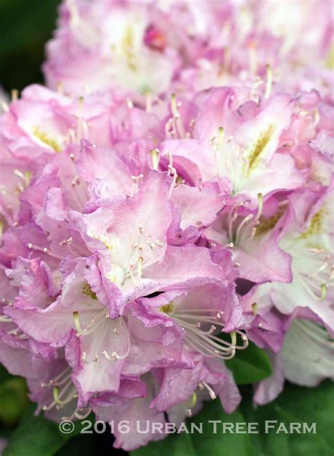 Rhododendron Azurro Urban Tree Farm Nursery