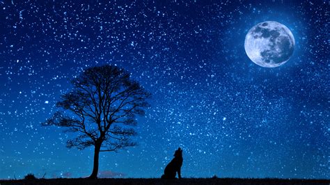 Papel de parede Lobo céu estrelado árvore Lua 4919x2763