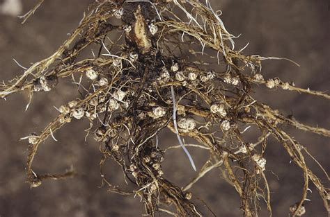 Soybean Root Nodules By Dan Guravich Lupon Gov Ph