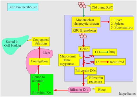 Bilirubin Part Total Bilirubin Direct And Indirect 52 OFF