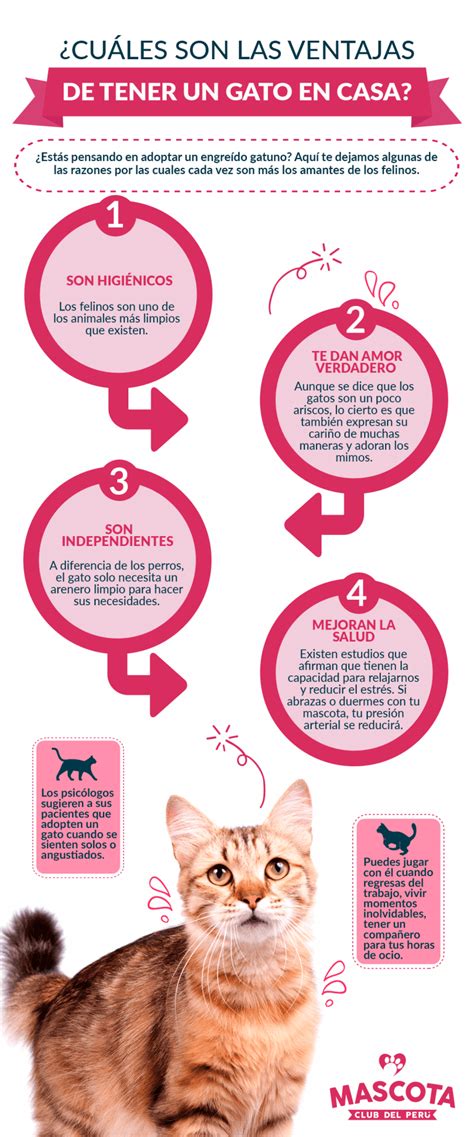 Cuáles son las ventajas de tener un gato en casa Mascota Club del Perú