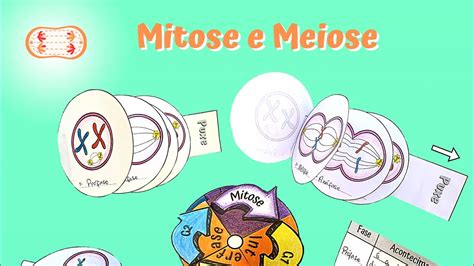 Mitose E Meiose Youtube