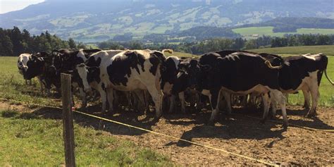 How Do Grazing Dairy Cows Respond Physiologically To Heat Stress