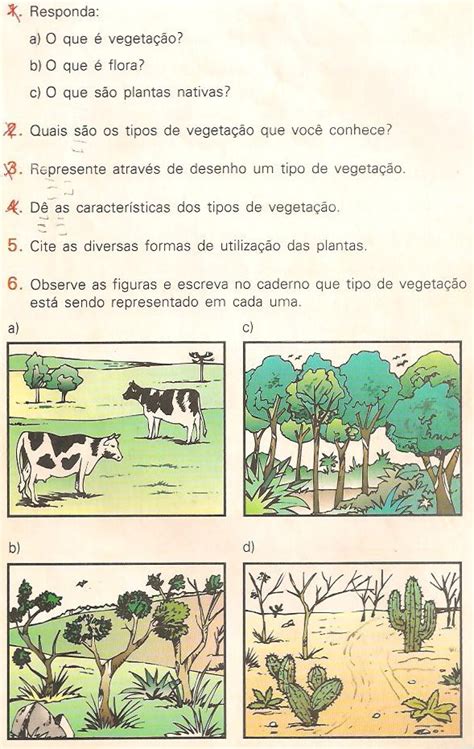 Centro de atividades escolares Josefa Krysiaki A VEGETAÇÃO E ATIVIDADES