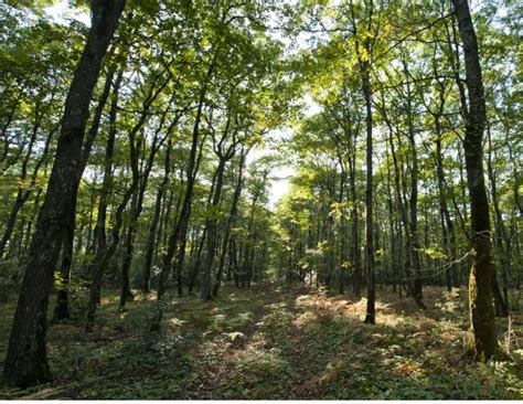 Signature du 1er contrat de filière forêt bois d Occitanie DRAAF