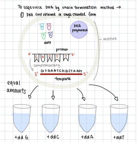 Genetics Exam Flashcards Quizlet