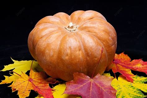 Pumpkin And Maple Leaves On Dark Background And Picture For Free