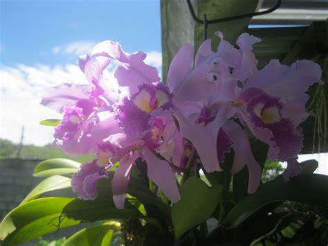 Introducir Imagen Cultivo De Orquideas En Troncos Viaterra Mx