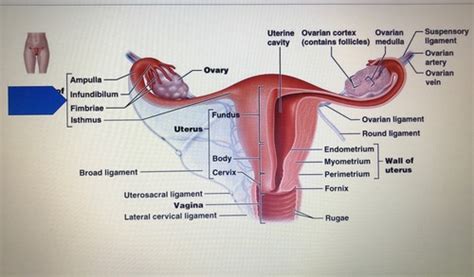 Nwcc Robinson A P Ii Lab Female Reproductive Flashcards Quizlet