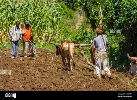 Ethiopian Farmer The Plowing Field With Oxen Shashamane Ethiopia