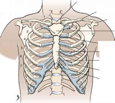 Xiphoid Process Vertebral Level