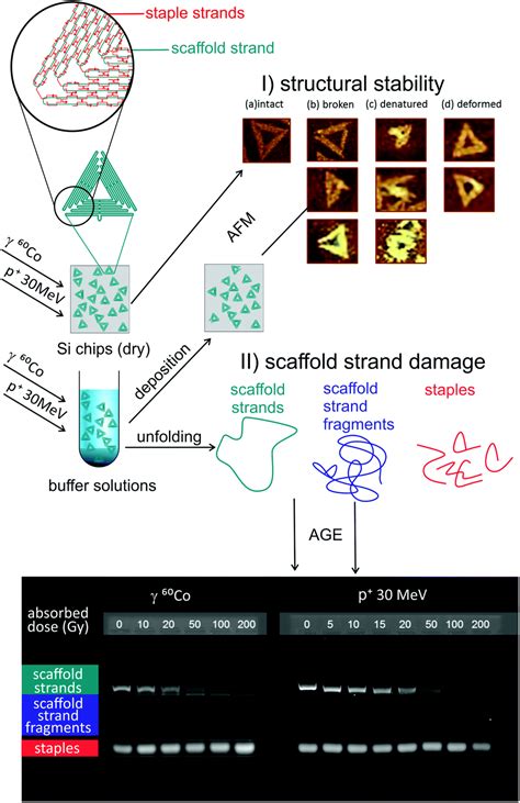 Folding DNA Into Origami Nanostructures Enhances Resistance To Ionizing