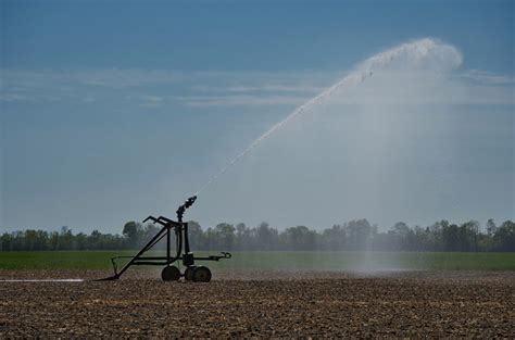 Cómo es el cultivo de la cebolla en extensivo Agroptima