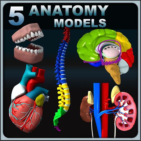 Colección de anatomía de la cabeza humana Modelo 3D 119 3ds obj