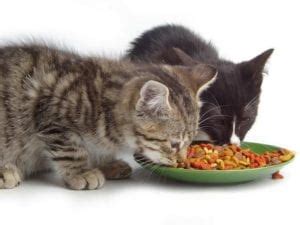 Qué hacer si mi gato no quiere comer croquetas