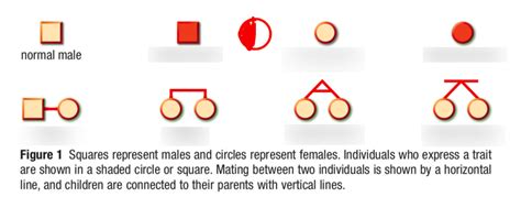Bio Pedigree Charts Diagram Quizlet