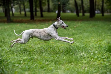 10 Races De Chiens Les Plus Rapides Au Monde Versus Magazine Votre