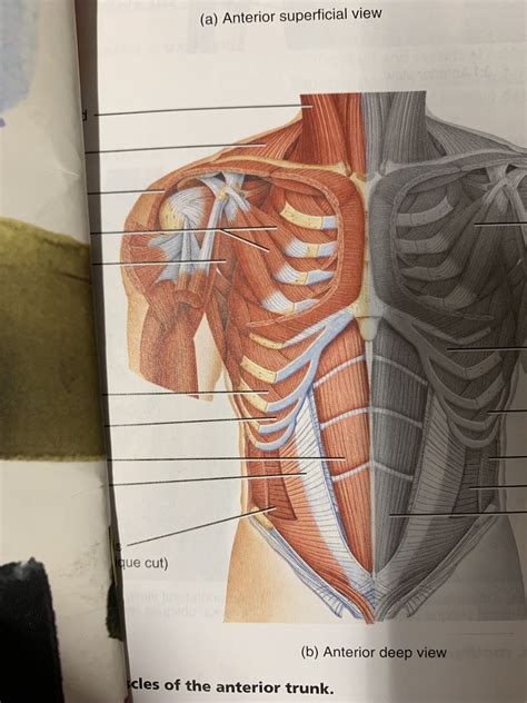 Torso Anterior Deep View Pt 2 Diagram Quizlet