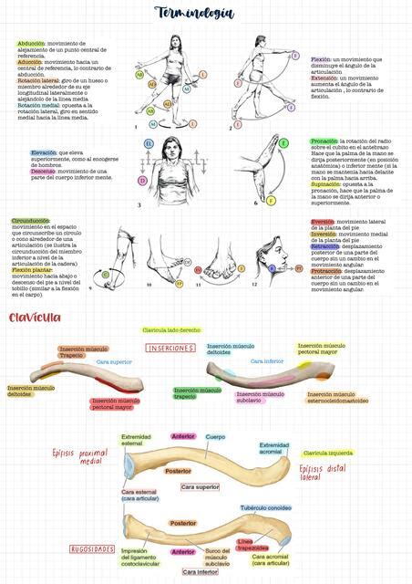 Terminología y Huesos del Miembro superior Alexandra Alban Caro uDocz