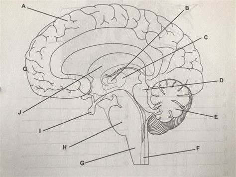 Elementary Anatomy Final Exam Flashcards Quizlet