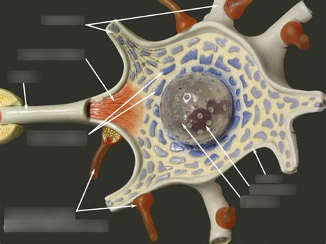 Neuron Image Diagram Quizlet