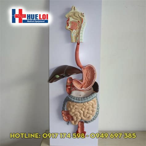 Chia sẻ hơn 76 về mô hình cơ quan tiêu hóa coedo vn