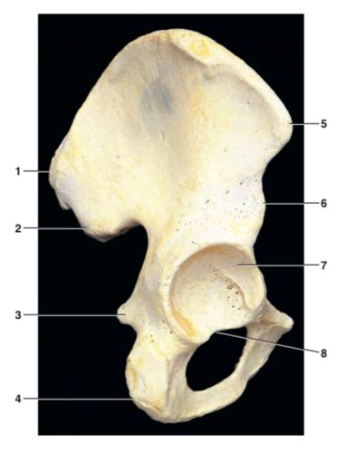 Chapter Pelvis And Hip Flashcards Quizlet