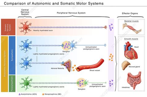 Somatic Nervous System Vs Autonomic Nervous System