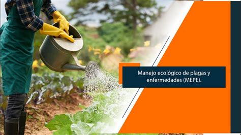 Manejo ecológico de plagas y enfermedades YouTube