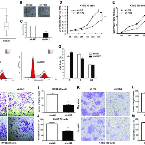 HK2 Promoted Cell Proliferation Invasion And Migration In ESCC Cells
