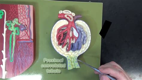 Anatomy Of The Renal Corpuscle