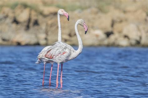 6 Tipos de flamencos y sus características LISTA COMPLETA con fotos