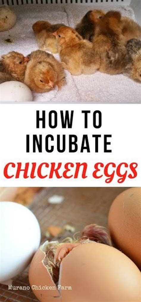 How To Incubate Chicken Eggs And Hatch Chicks Step By Step Guide To